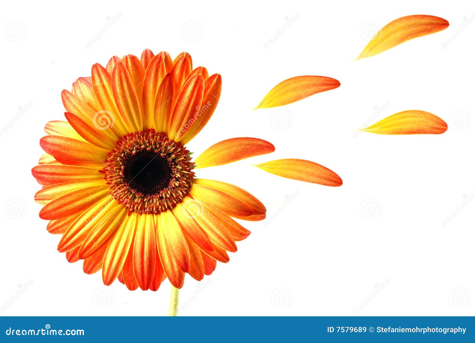 Flying gerber daisy stock image. Image of colourful, corolla - 7579689