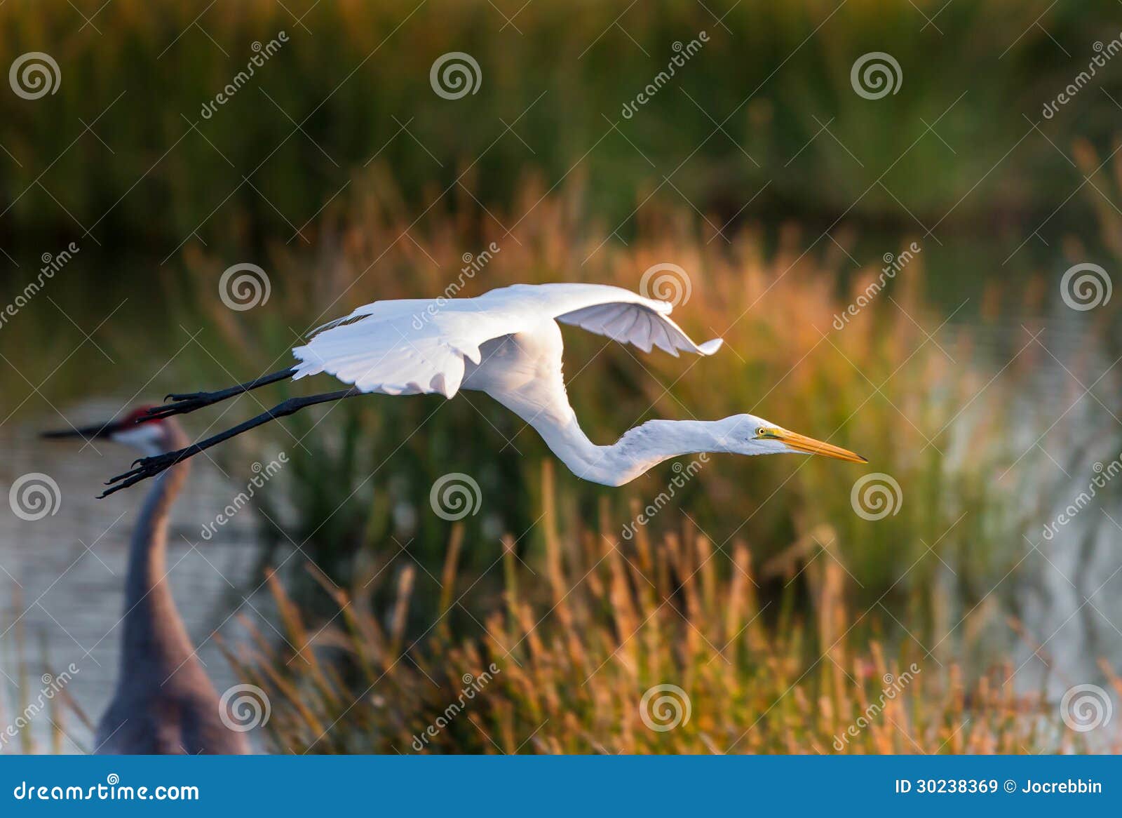 White Egret in Flight in Florida Stock Image - Image of nature, egret ...