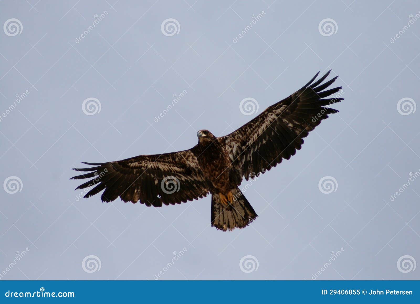 Flying Golden Eagle stock image. Image of spread, glide - 29406855