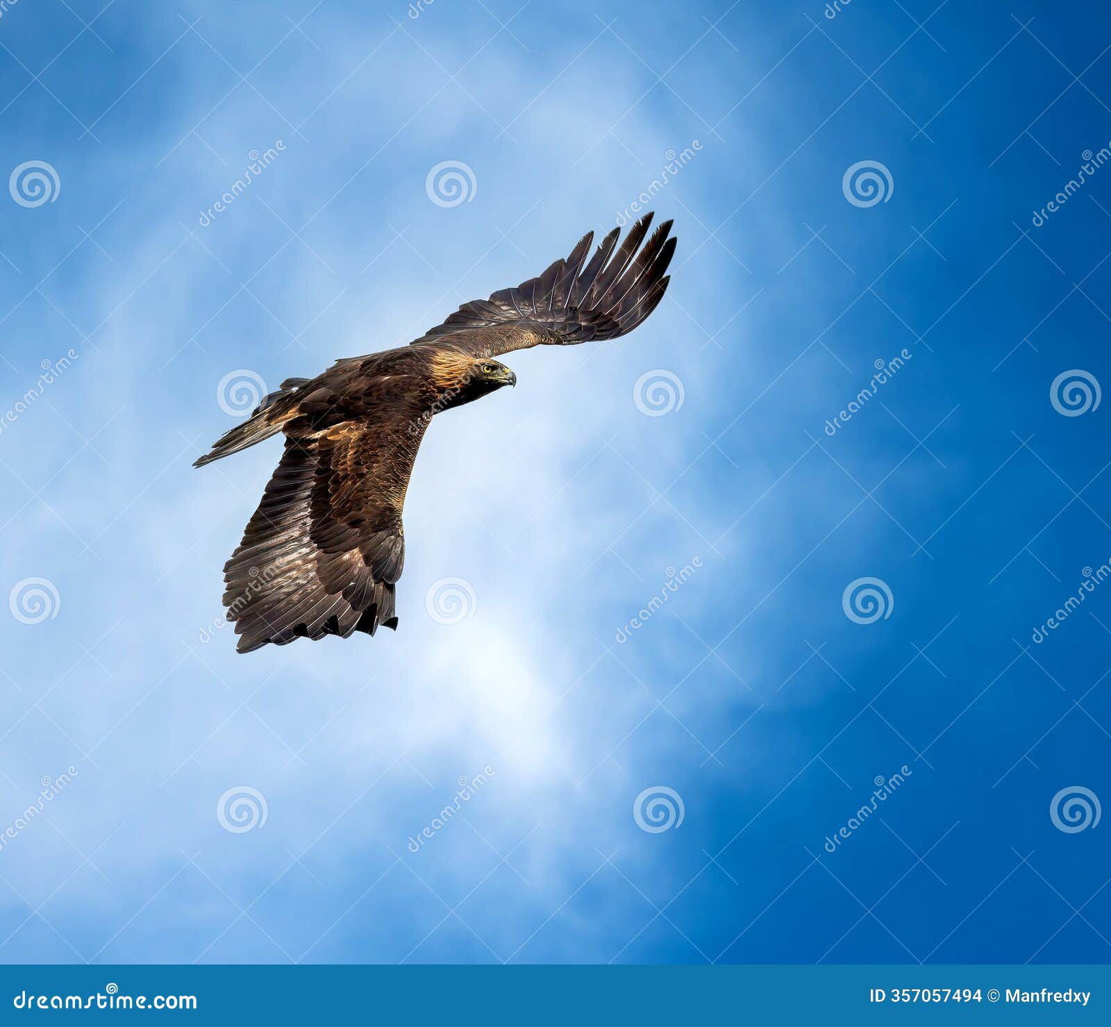Flying Golden White Tailed Eagle With Open Wings Attack Landing Swoop ...
