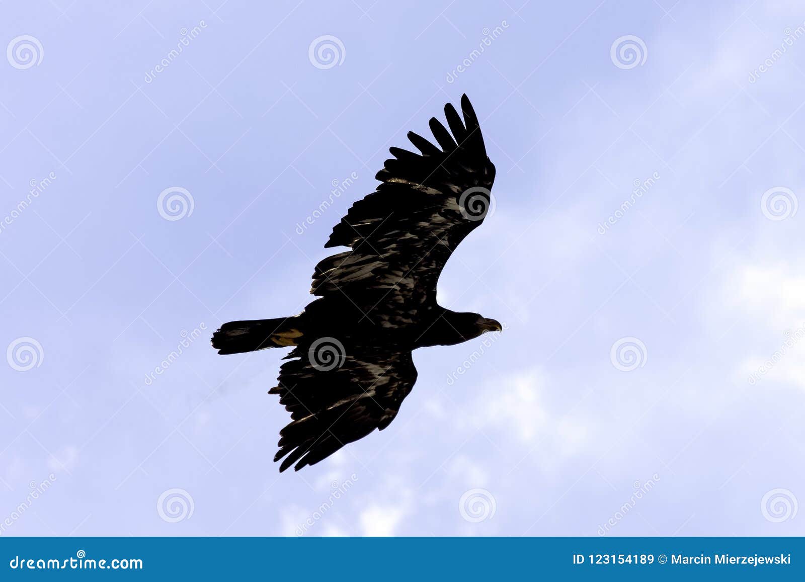 Flying golden eagle stock image. Image of life, buzzard - 123154189
