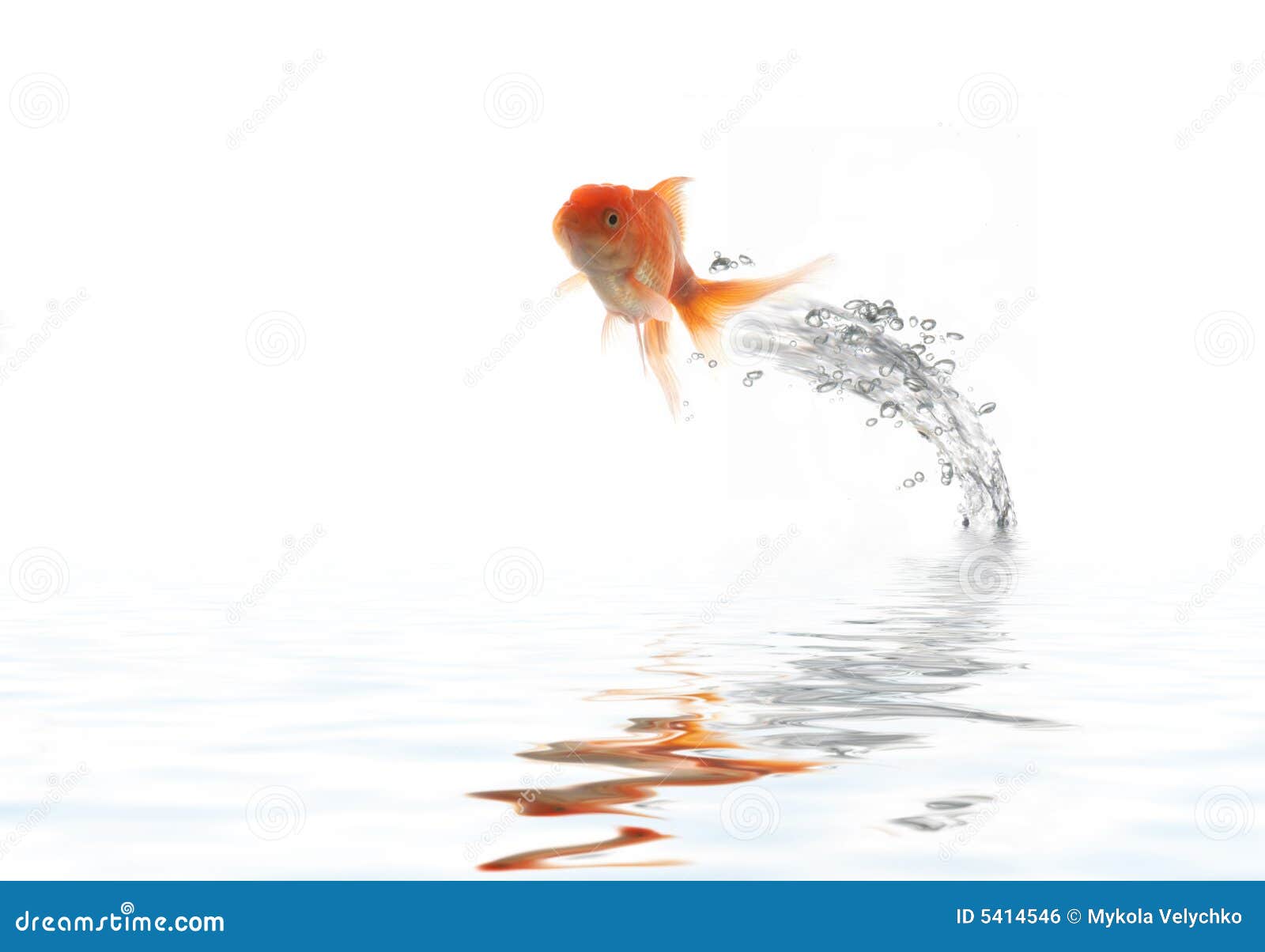 Flying golden fish stock photo. Image of fish, purity - 5414546