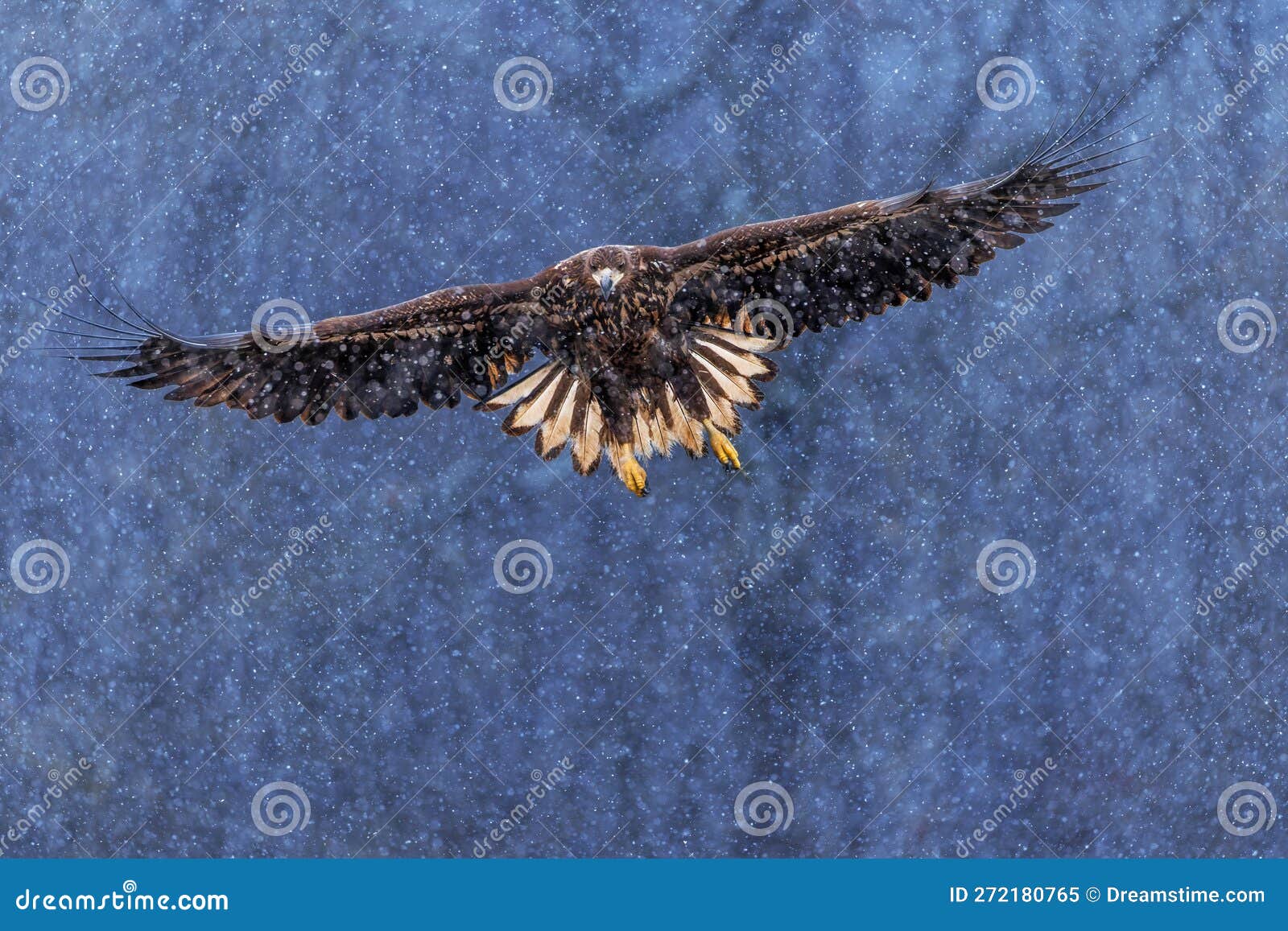 Flying Golden White Tailed Eagle with Open Wings Attack Landing Swoop ...