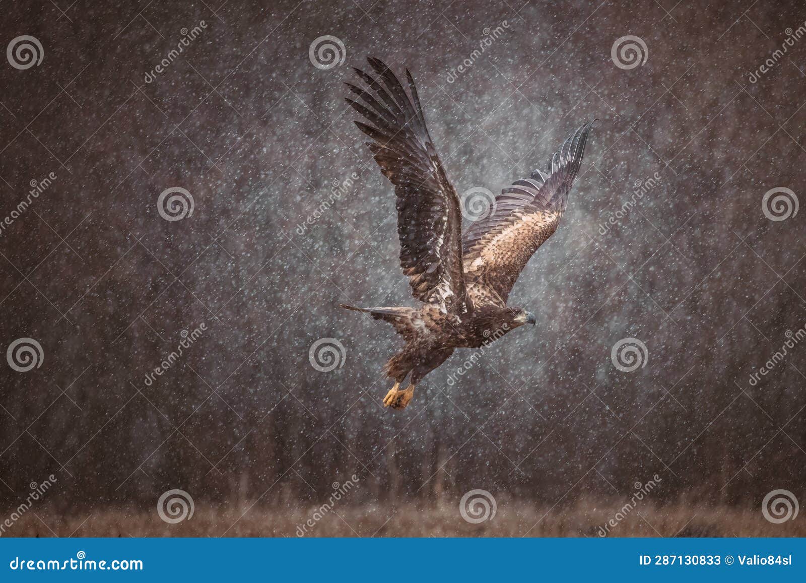 Flying Golden White Tailed Eagle with Open Wings Attack Landing Swoop ...
