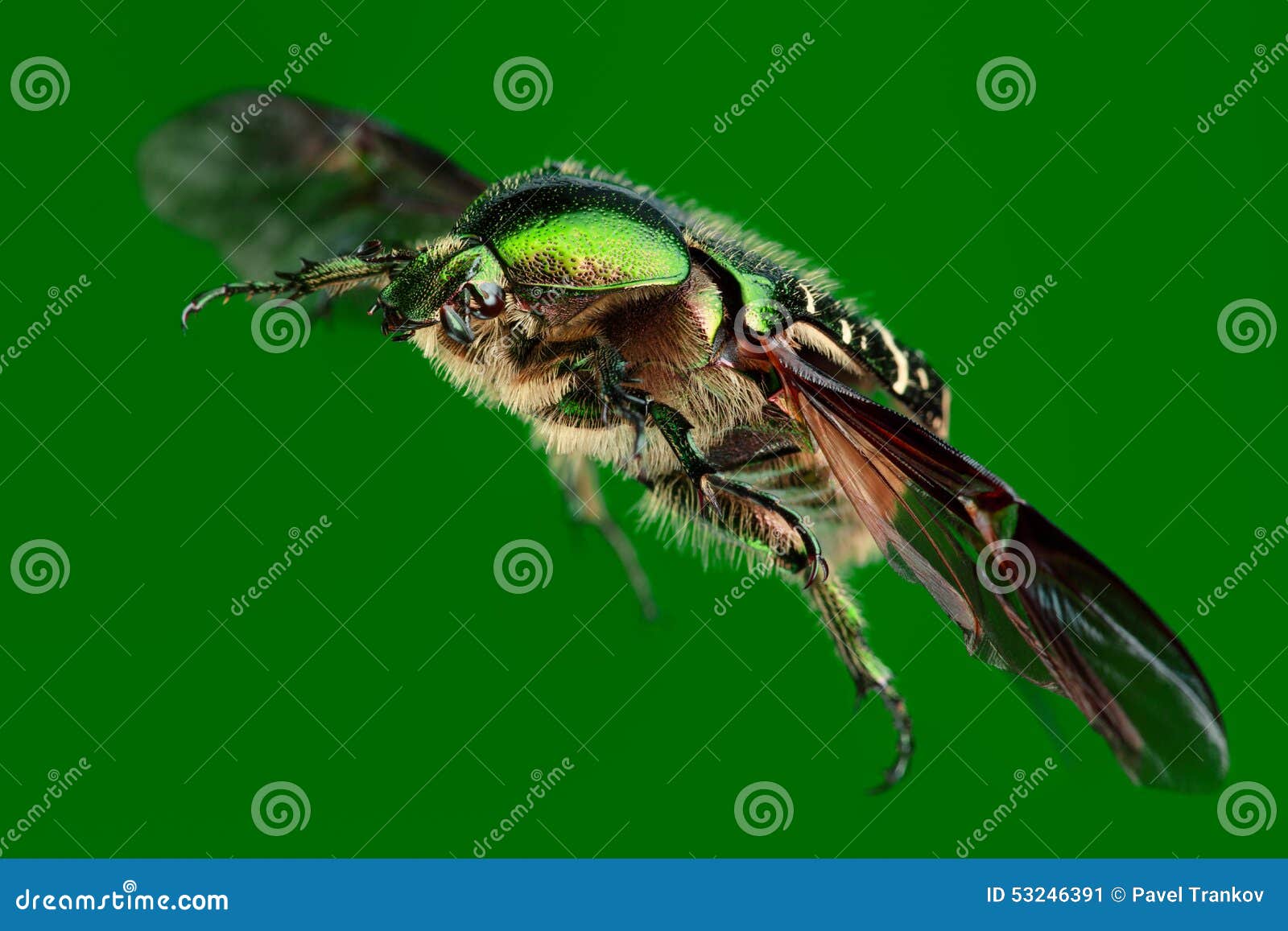 Flying Goldsmith Beetle Isolated on Green. Stock Image - Image of ... Flying Goldsmith Beetle Isolated on Green. Stock Image - Image of ...