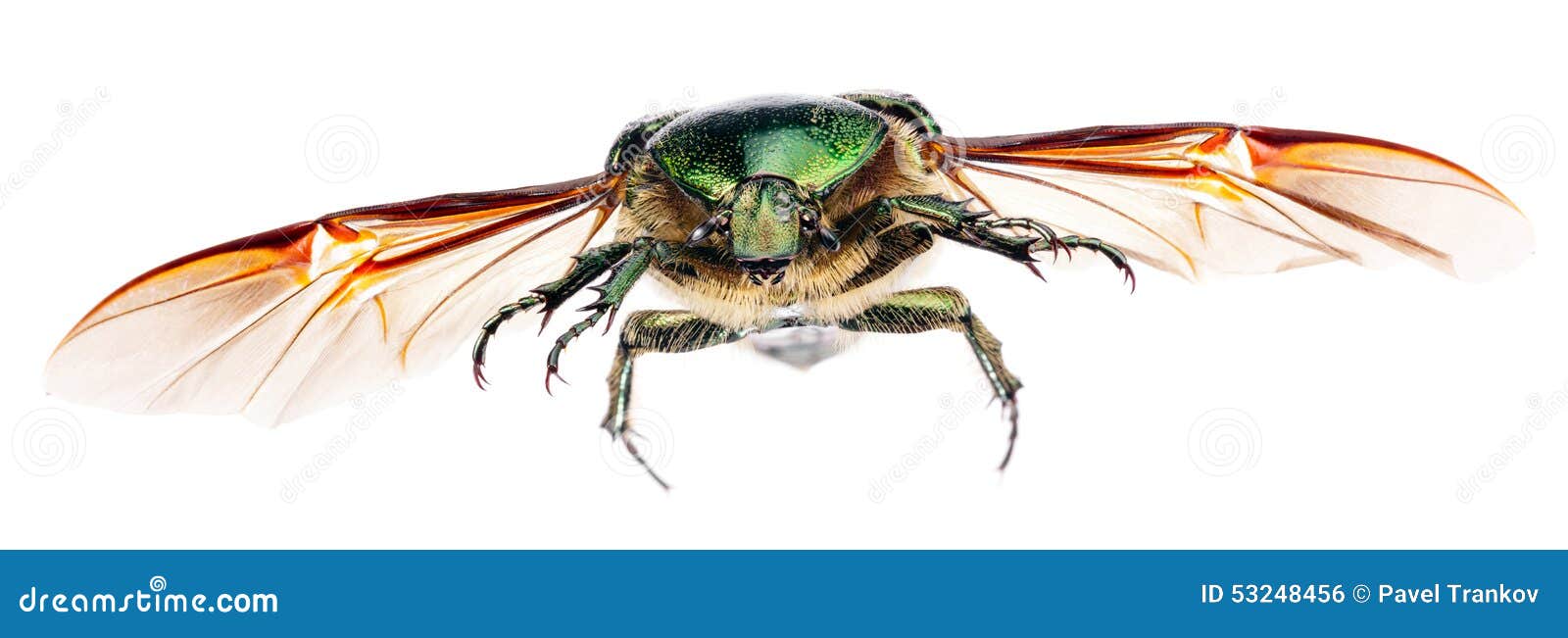 Flying Goldsmith Beetle Isolated on White. Stock Photo - Image of ... Flying Goldsmith Beetle Isolated on White. Stock Photo - Image of ...