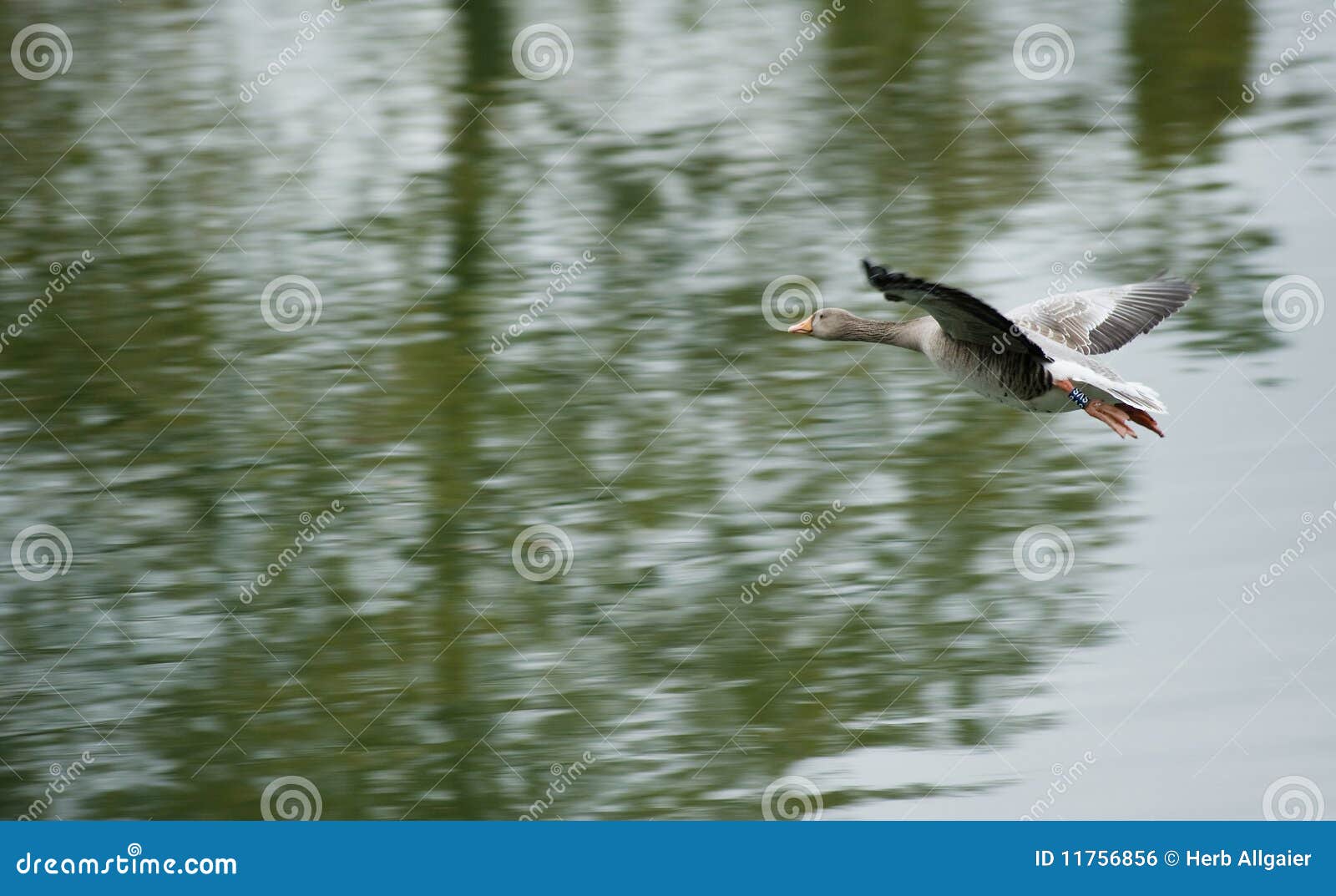 Flying goose stock photo. Image of beak, goose, bill - 11756856
