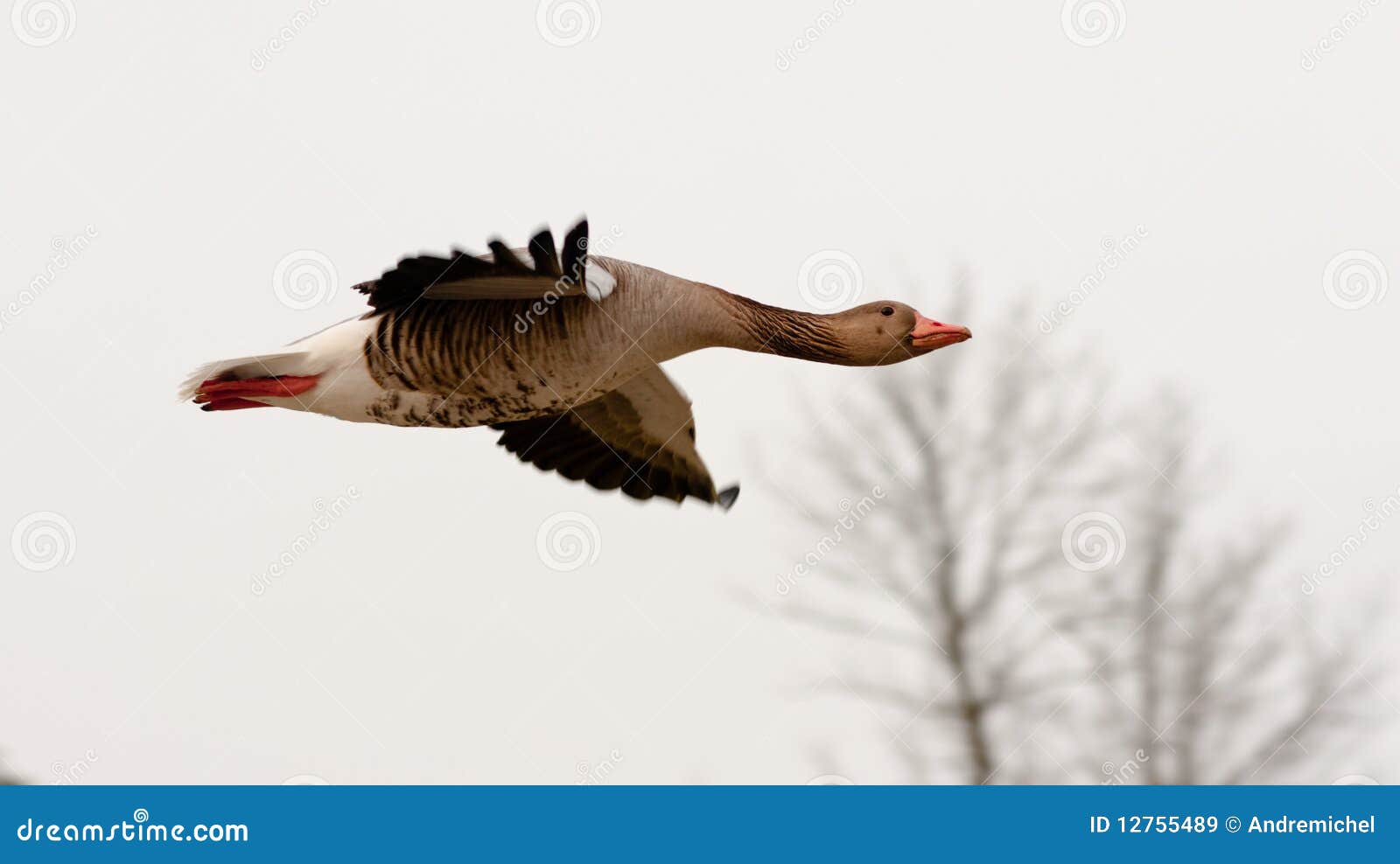 Flying goose stock image. Image of wildlife, birds, closeup - 12755489