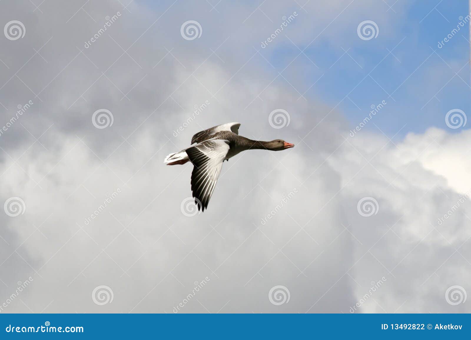 Flying goose stock photo. Image of wildlife, bird, blue - 13492822
