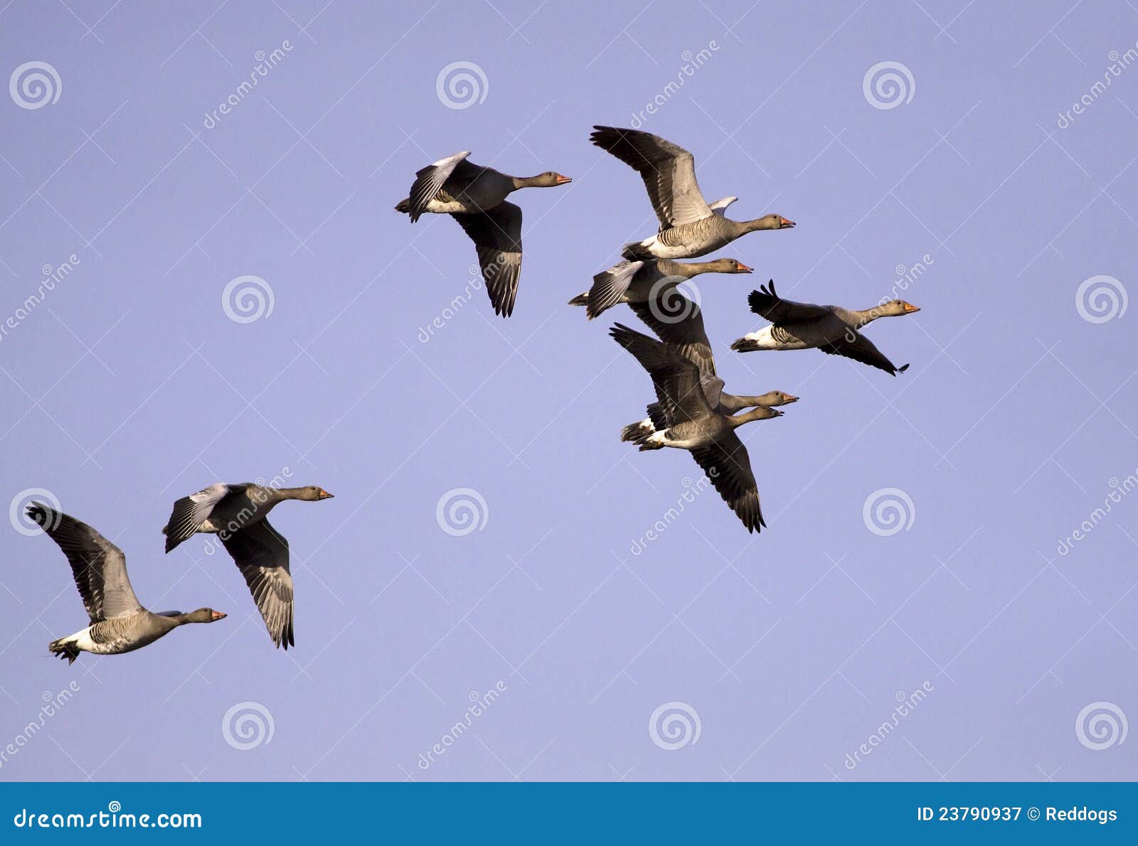 Flying goose stock image. Image of fall, family, nature - 23790937