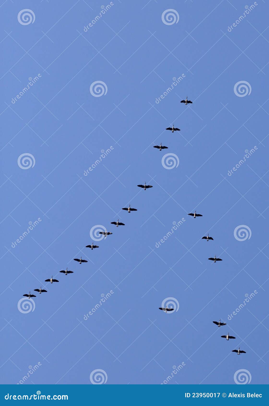 Flying goose stock image. Image of canadensis, color - 23950017