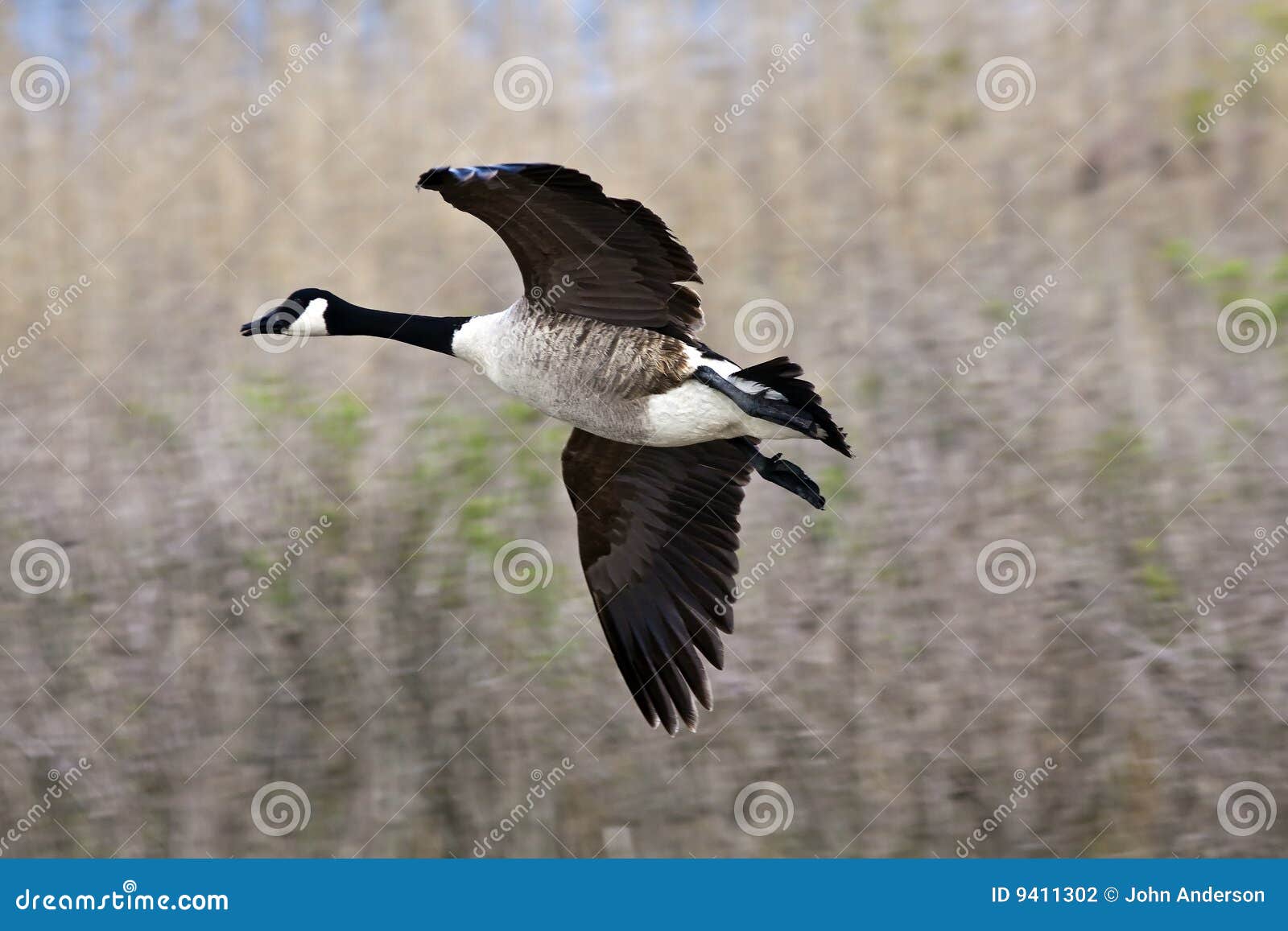 Flying goose stock photo. Image of nature, beak, perched - 9411302