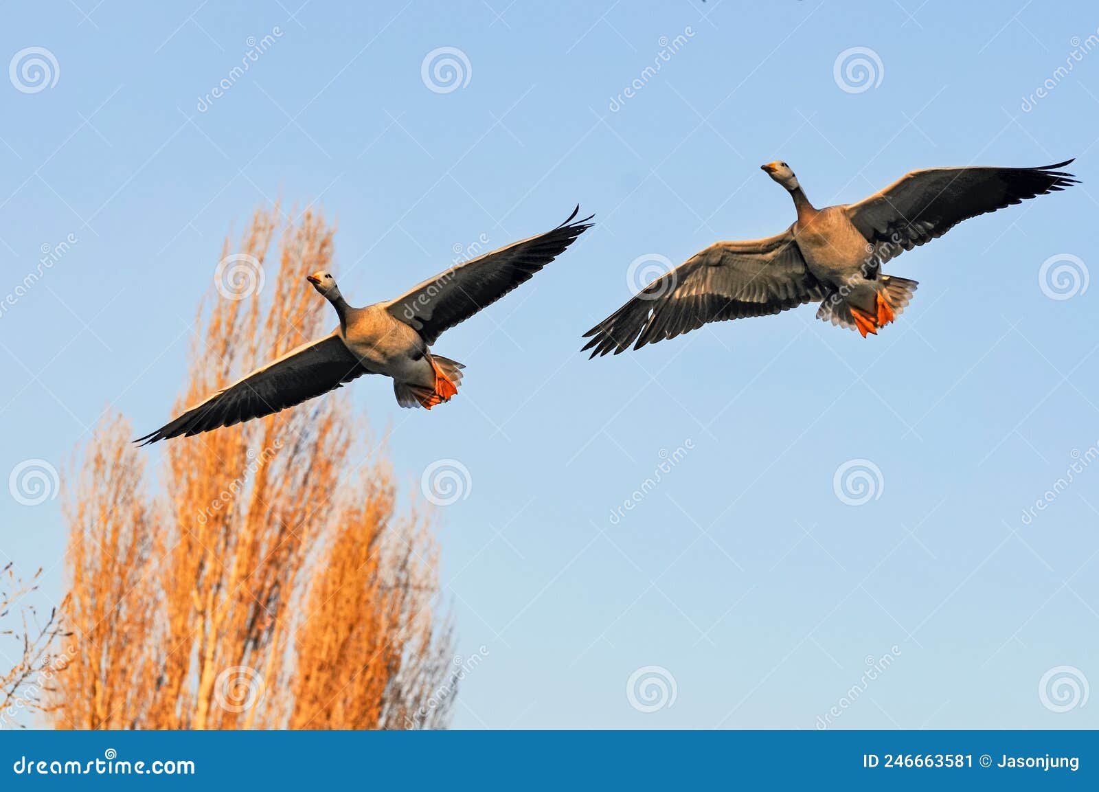 Flying goose couple stock image. Image of cuple, wild - 246663581