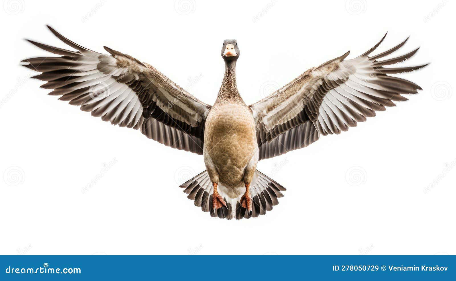 A Flying Goose Isolated on a White Stock Illustration - Illustration of ...