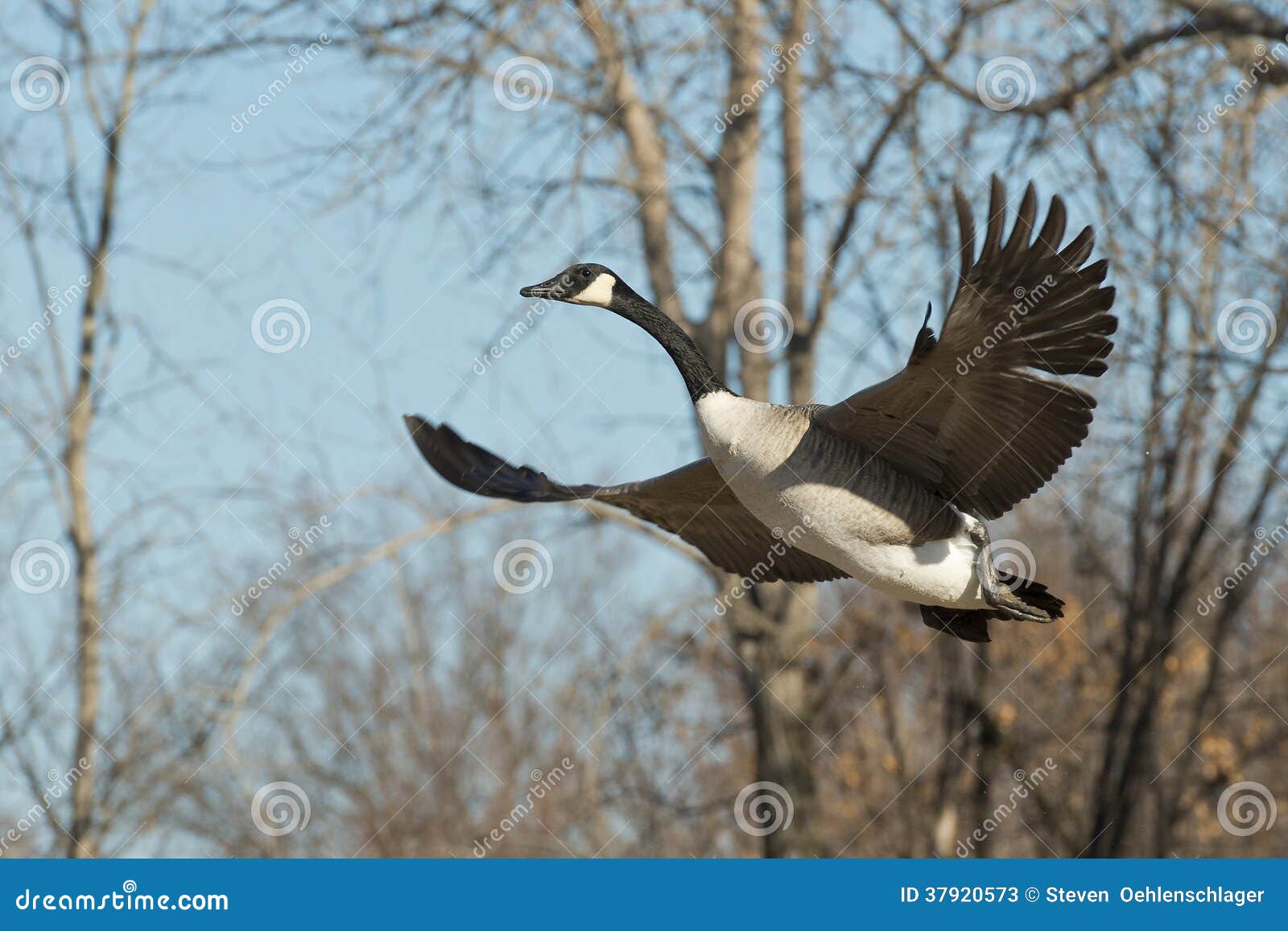 Flying Goose stock image. Image of canada, bird, waterfowl - 37920573