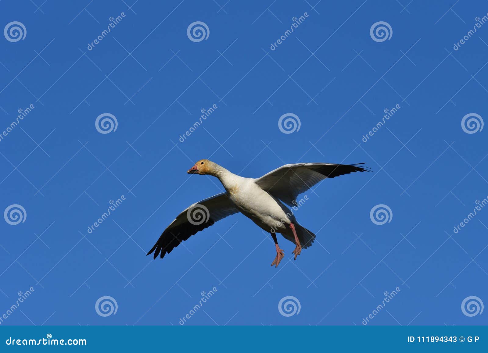 A flying goose stock image. Image of magic, beautiful - 111894343