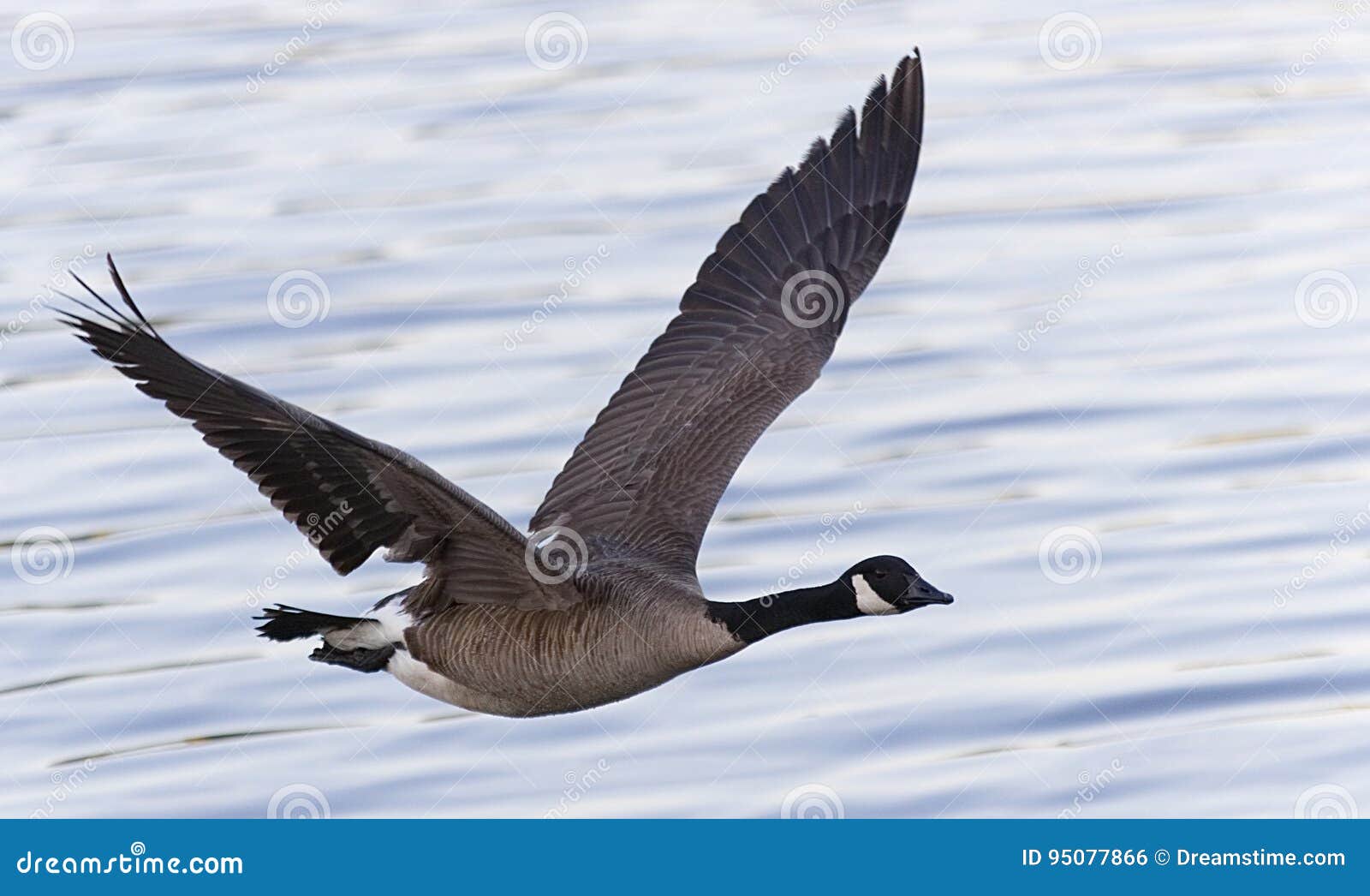 Flying goose stock photo. Image of wings, peaceful, grey - 95077866