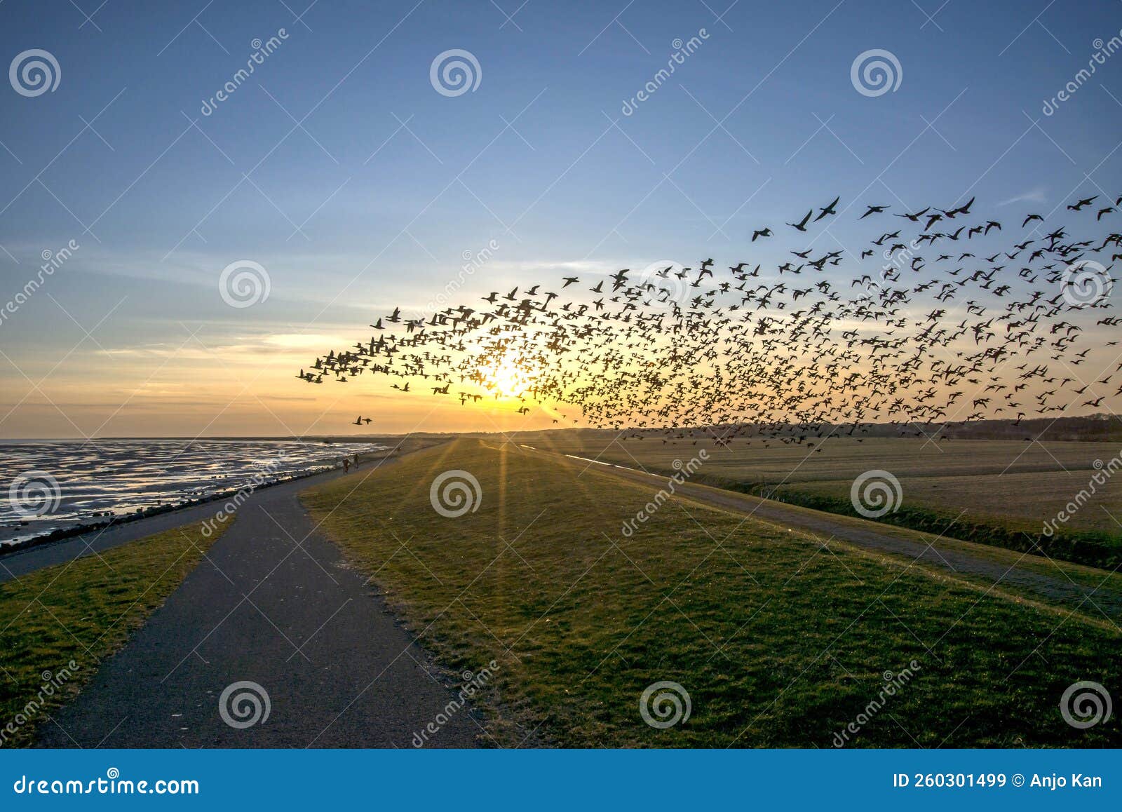 Flying Goose in Beautiful Sunset, the Netherlands. Stock Image - Image ...