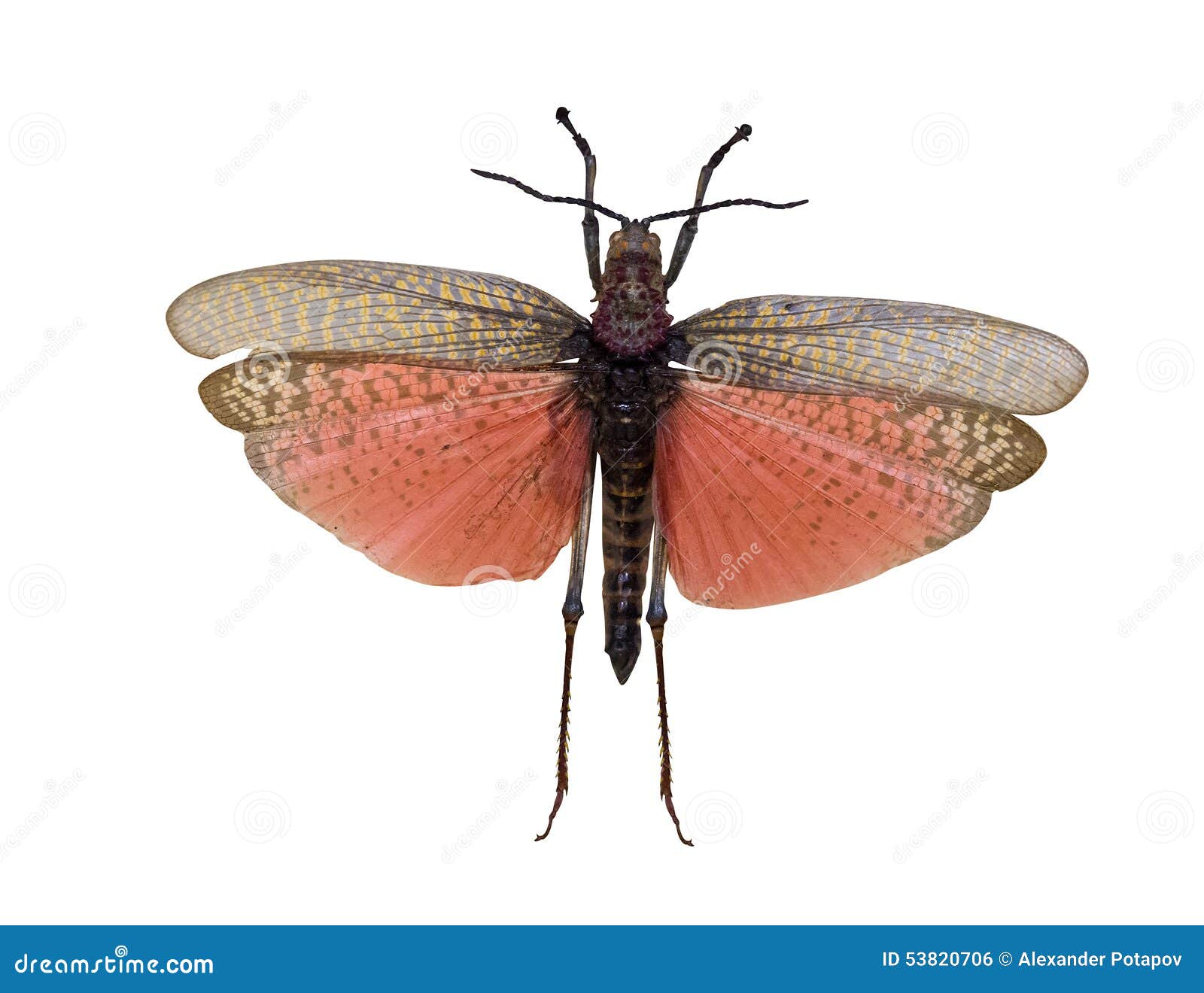 Grasshopper Wings Costume