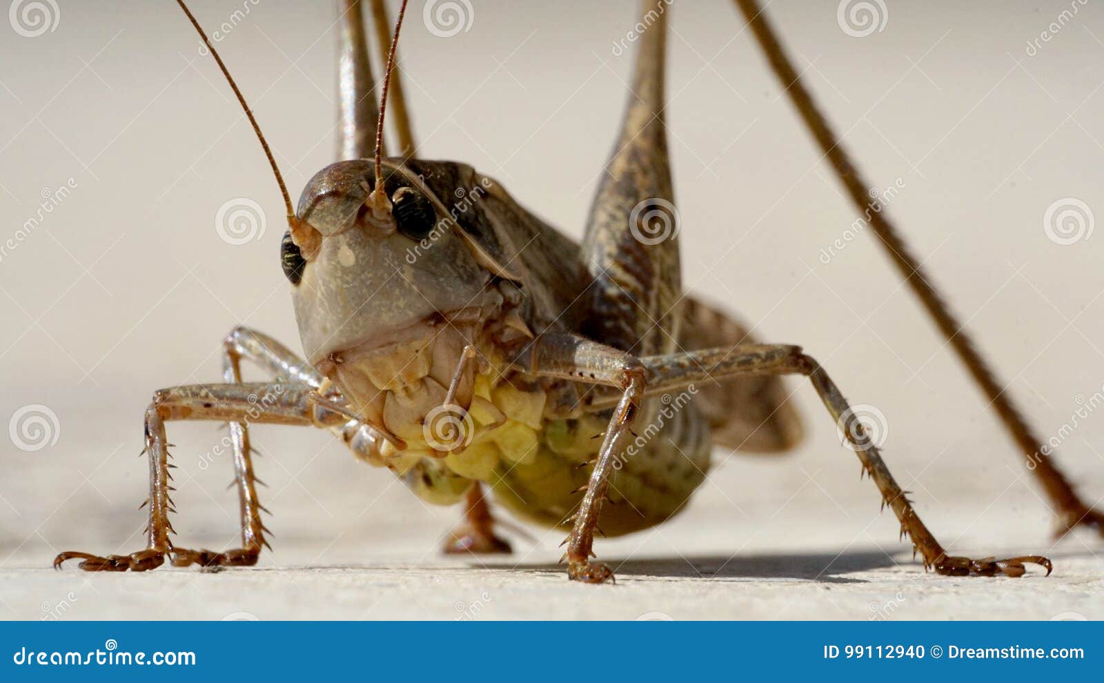 Flying Grasshopper Resting on Stone Pavement Stock Photo - Image of ...