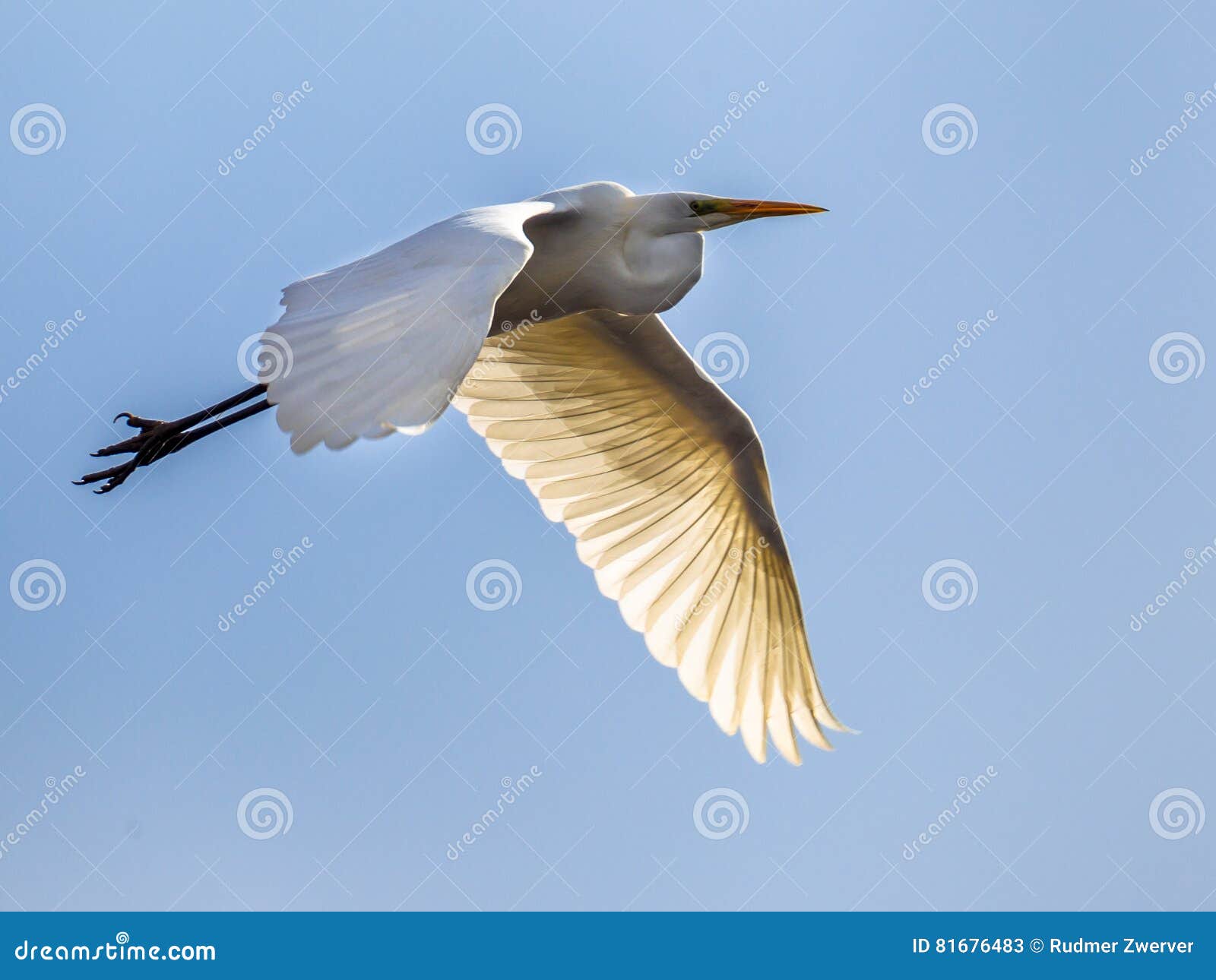 Flying Great egret stock image. Image of everglades, looking - 81676483
