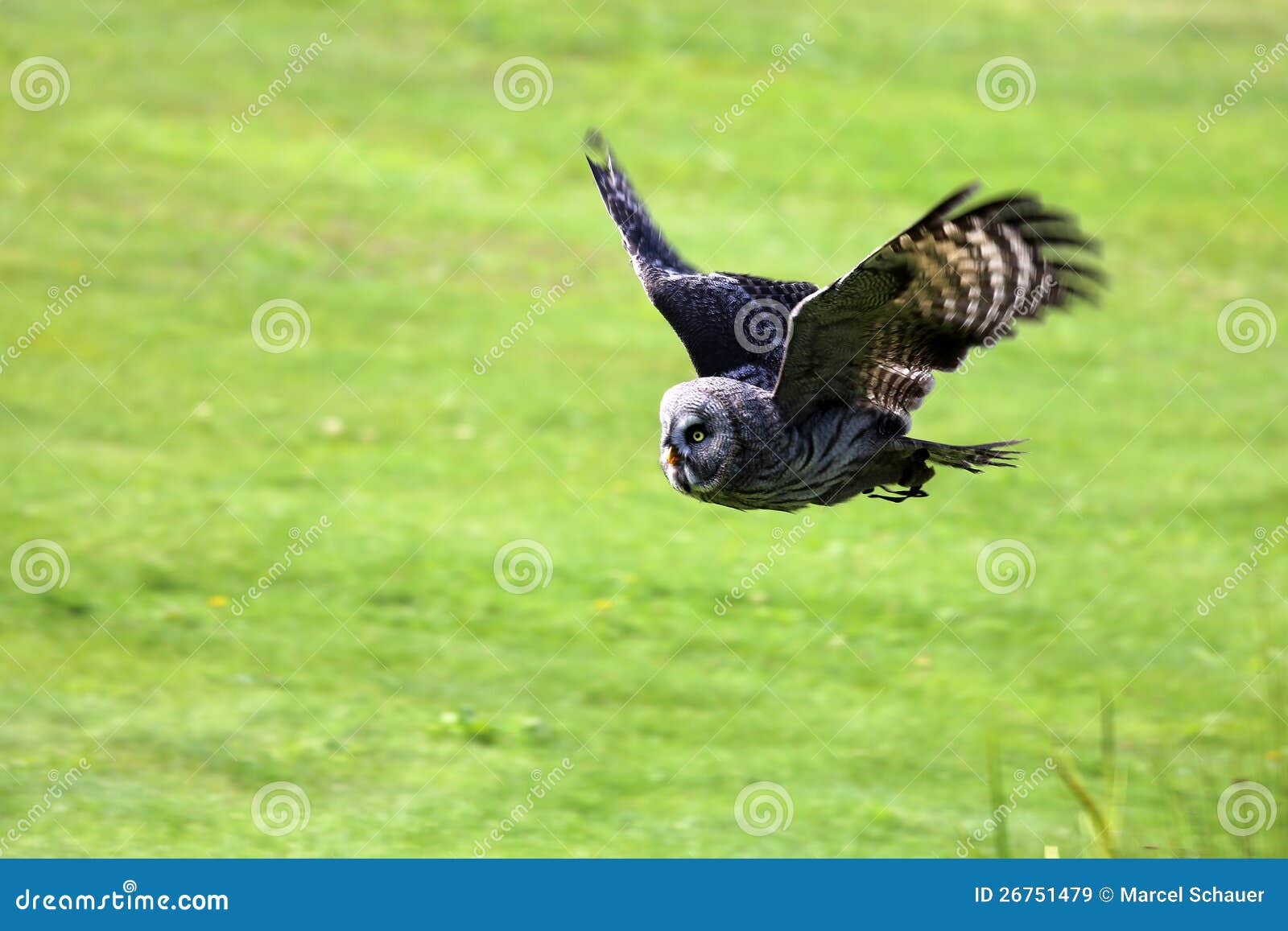Flying Great gray owl stock image. Image of blue, sharp - 26751479