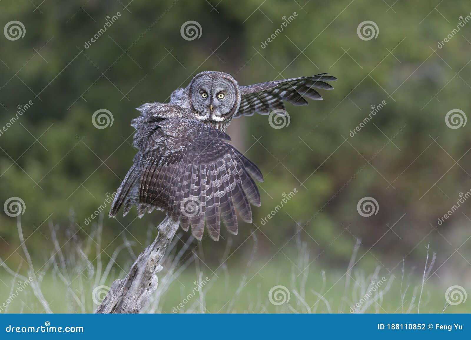 Flying Great Gray Owl stock photo. Image of british - 188110852
