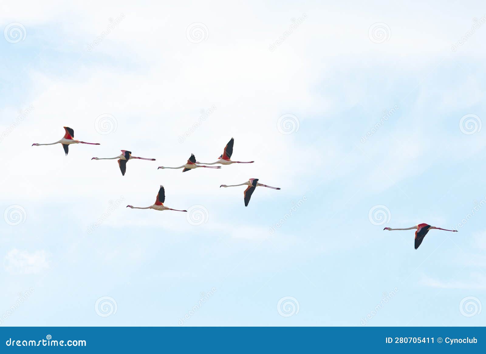 Flying Greater flamingo stock image. Image of wing, nature - 280705411