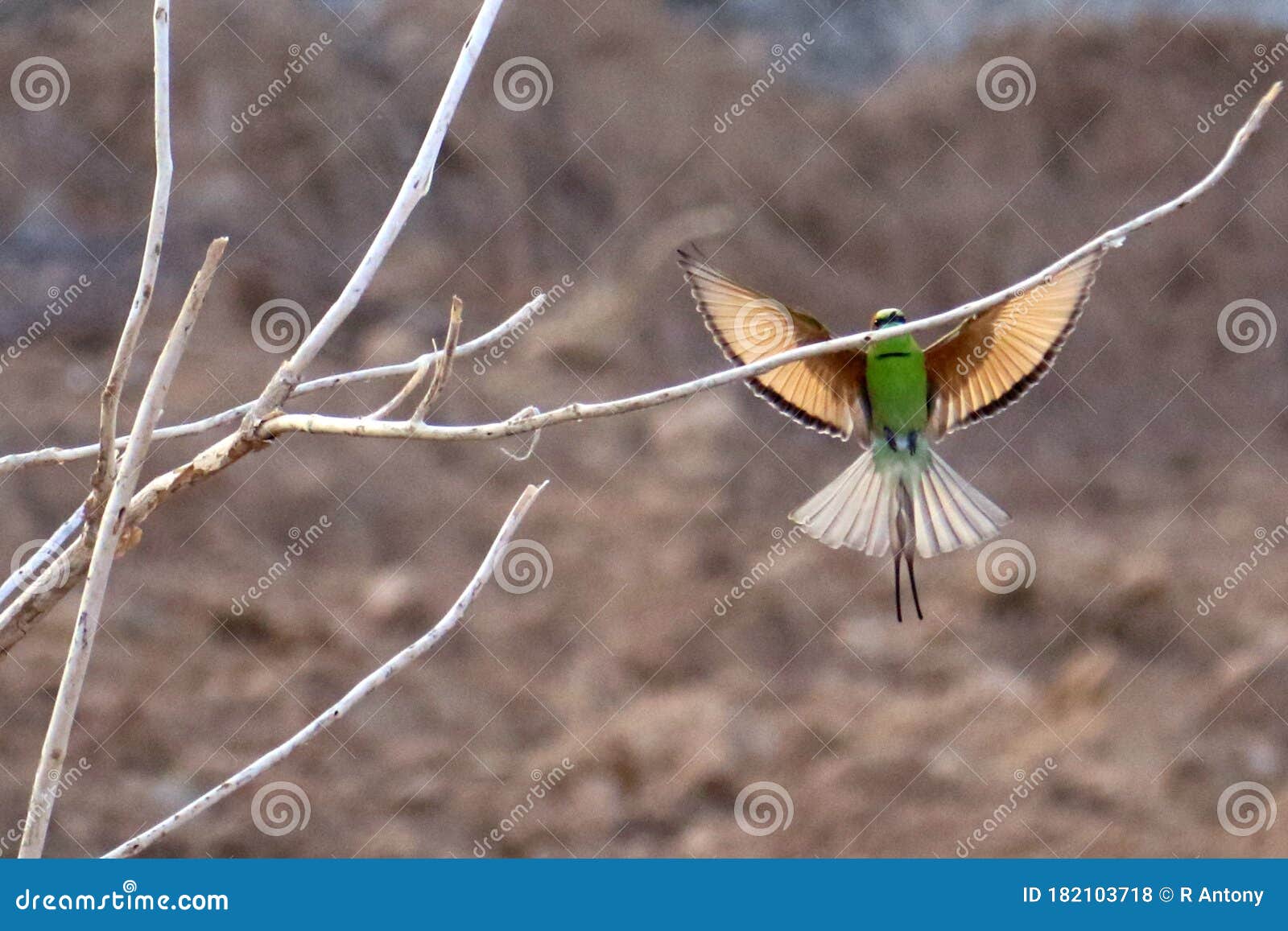 A flying green bird stock photo. Image of leaf, animal - 182103718