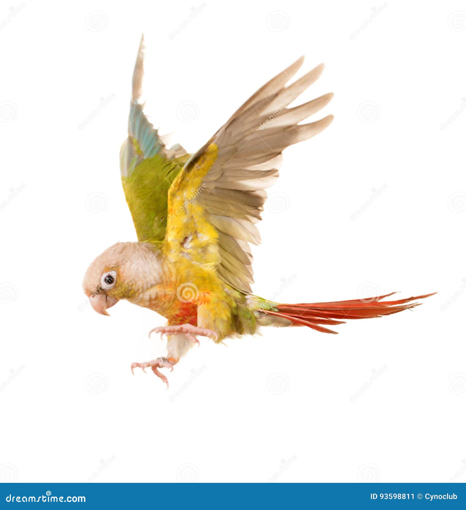 Flying Green-cheeked Parakeet Stock Image - Image of movement, feather ...