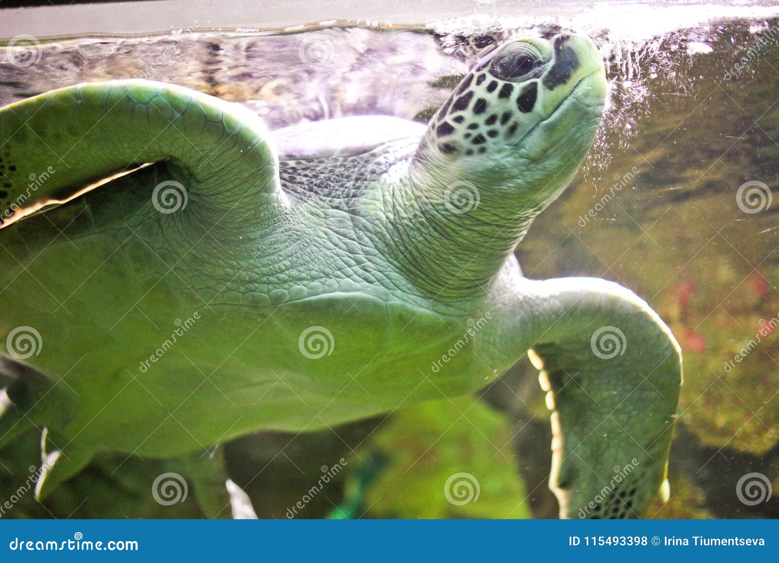 Flying green turtle stock photo. Image of ocean, coast - 115493398