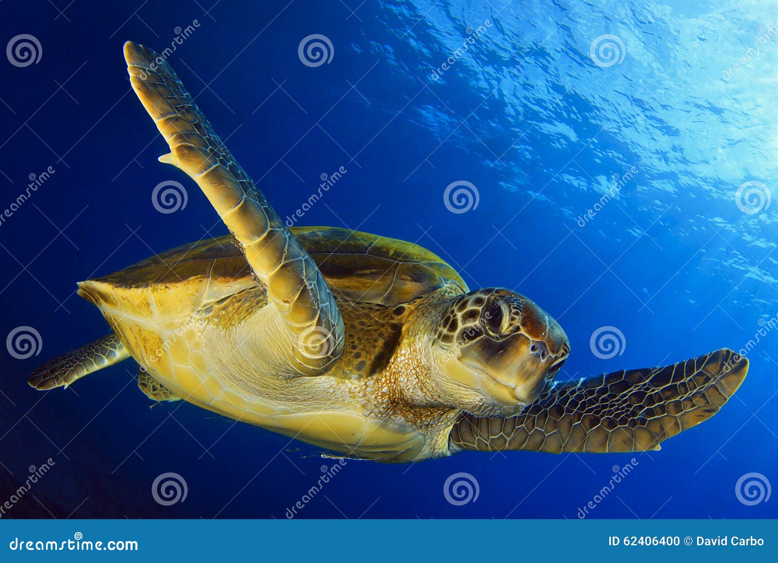 Flying green turtle stock photo. Image of gills, life - 62406400