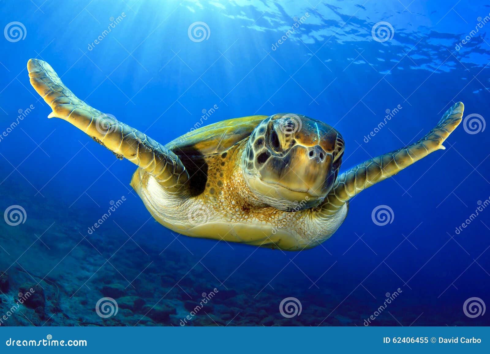 Flying green turtle stock image. Image of photograph - 62406455