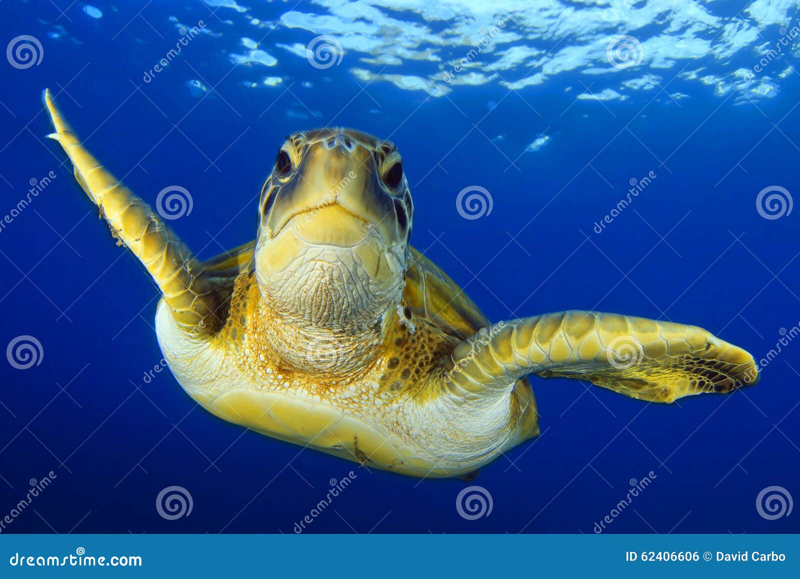 Flying green turtle stock photo. Image of photograph - 62406606