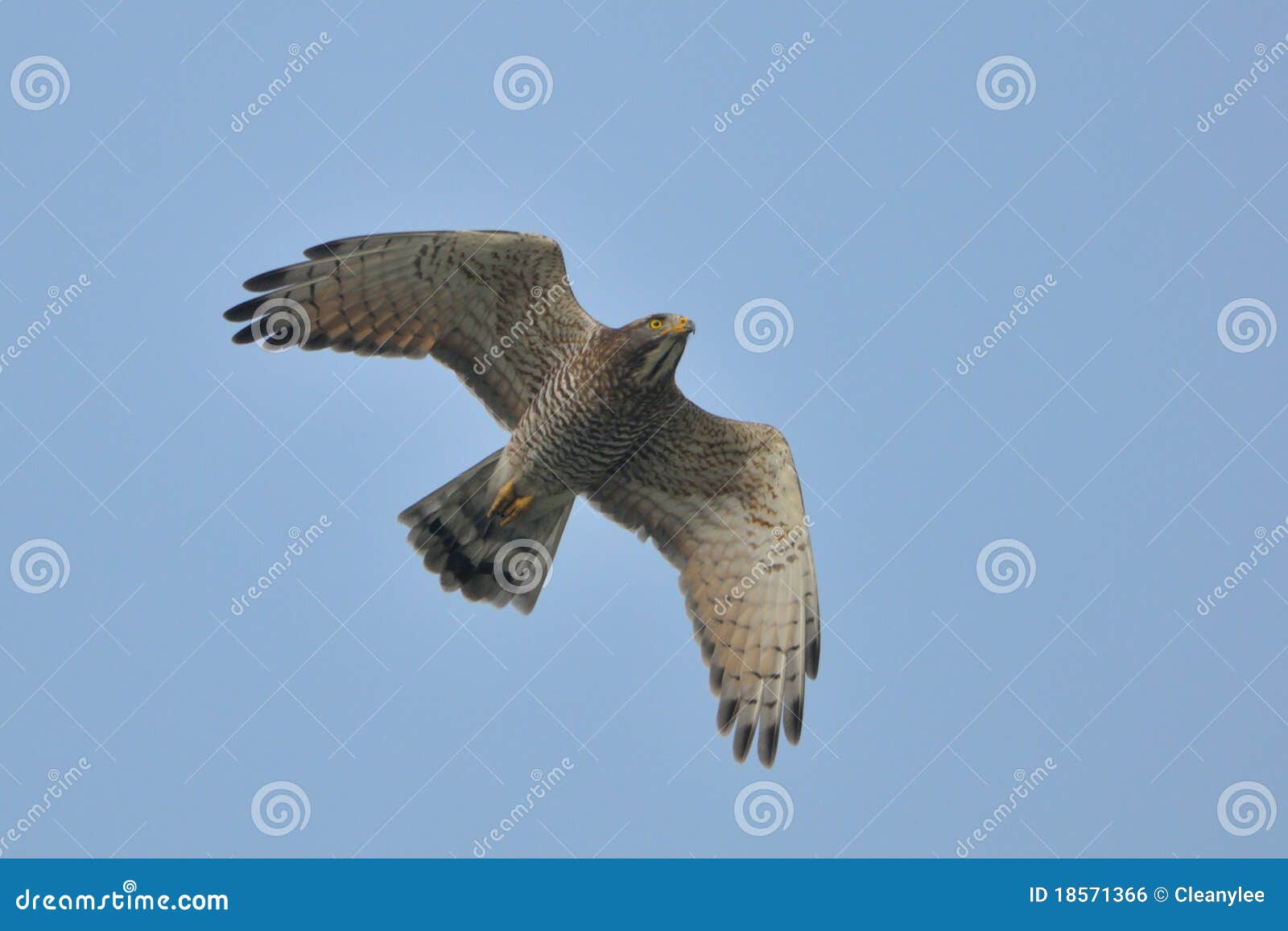 Flying Grey Faced Buzzard stock photo. Image of japan - 18571366