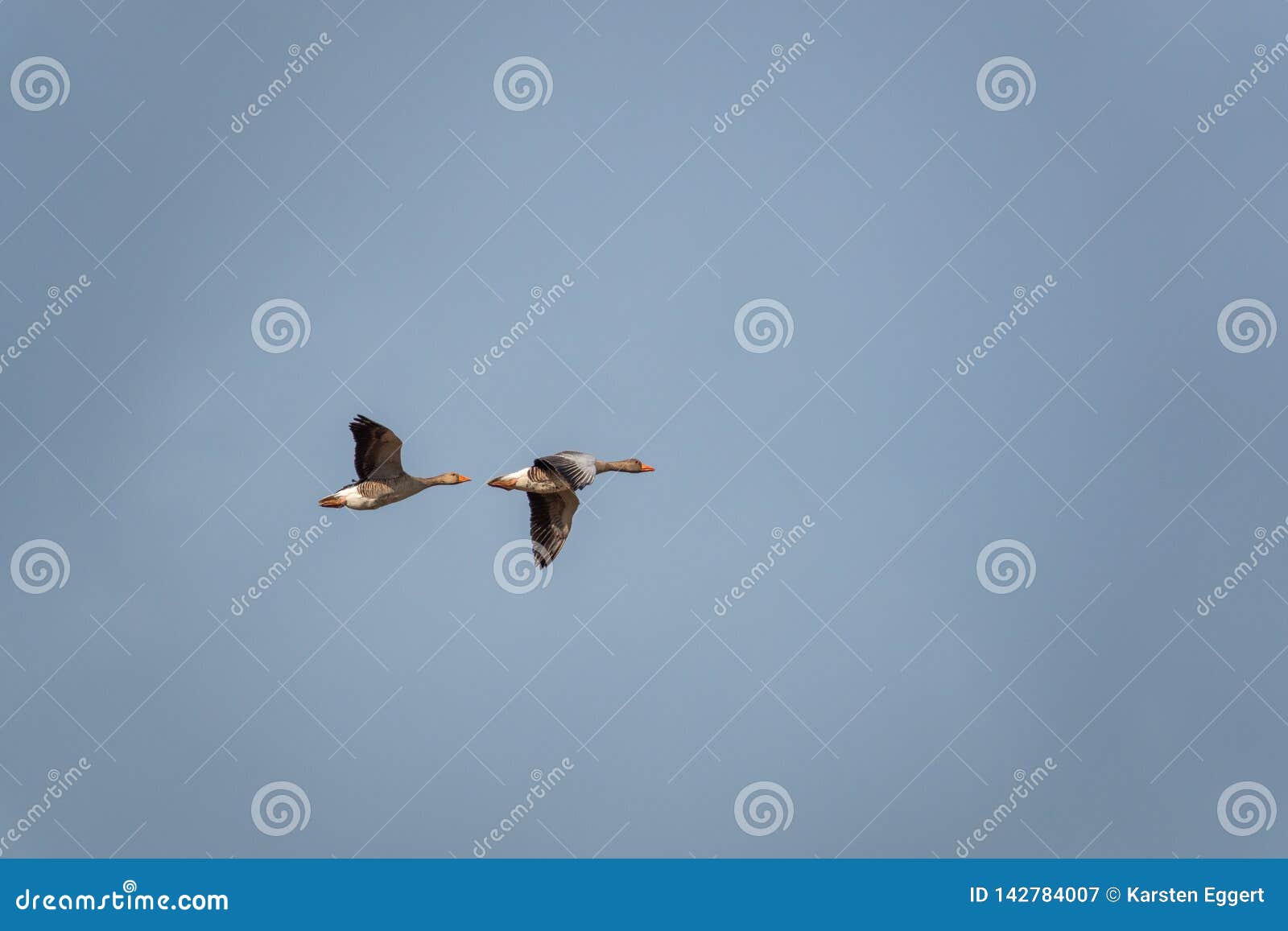 Flying Grey Geese in Spring Stock Image - Image of migratory, greylag ...