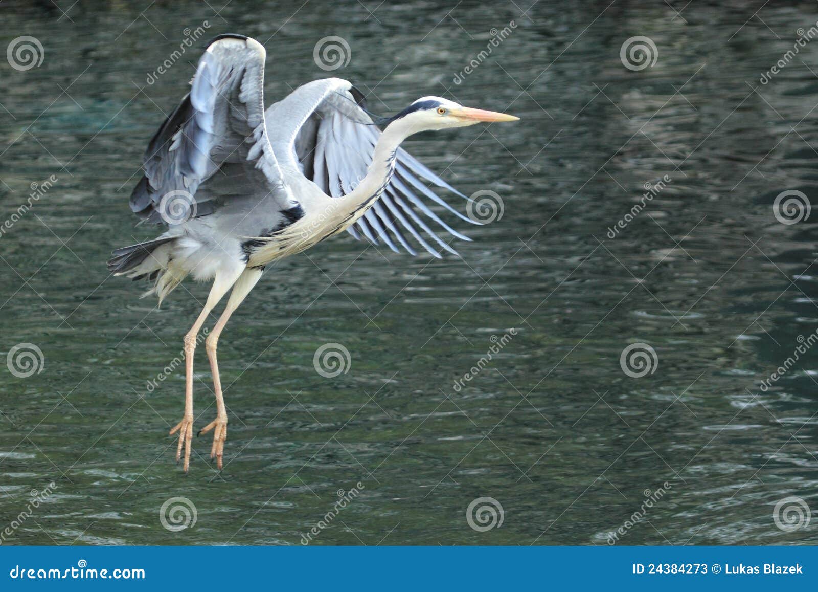 Flying grey heron stock image. Image of grey, wading - 24384273