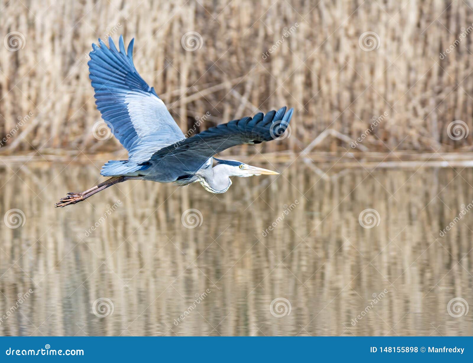 Flying grey heron bird stock photo. Image of feathers - 148155898