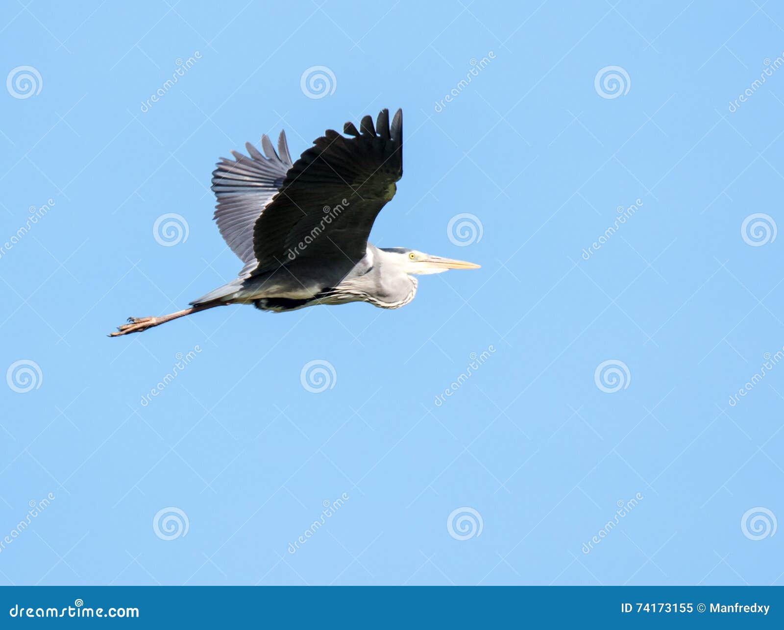 Flying grey heron bird stock image. Image of grey, heron - 74173155