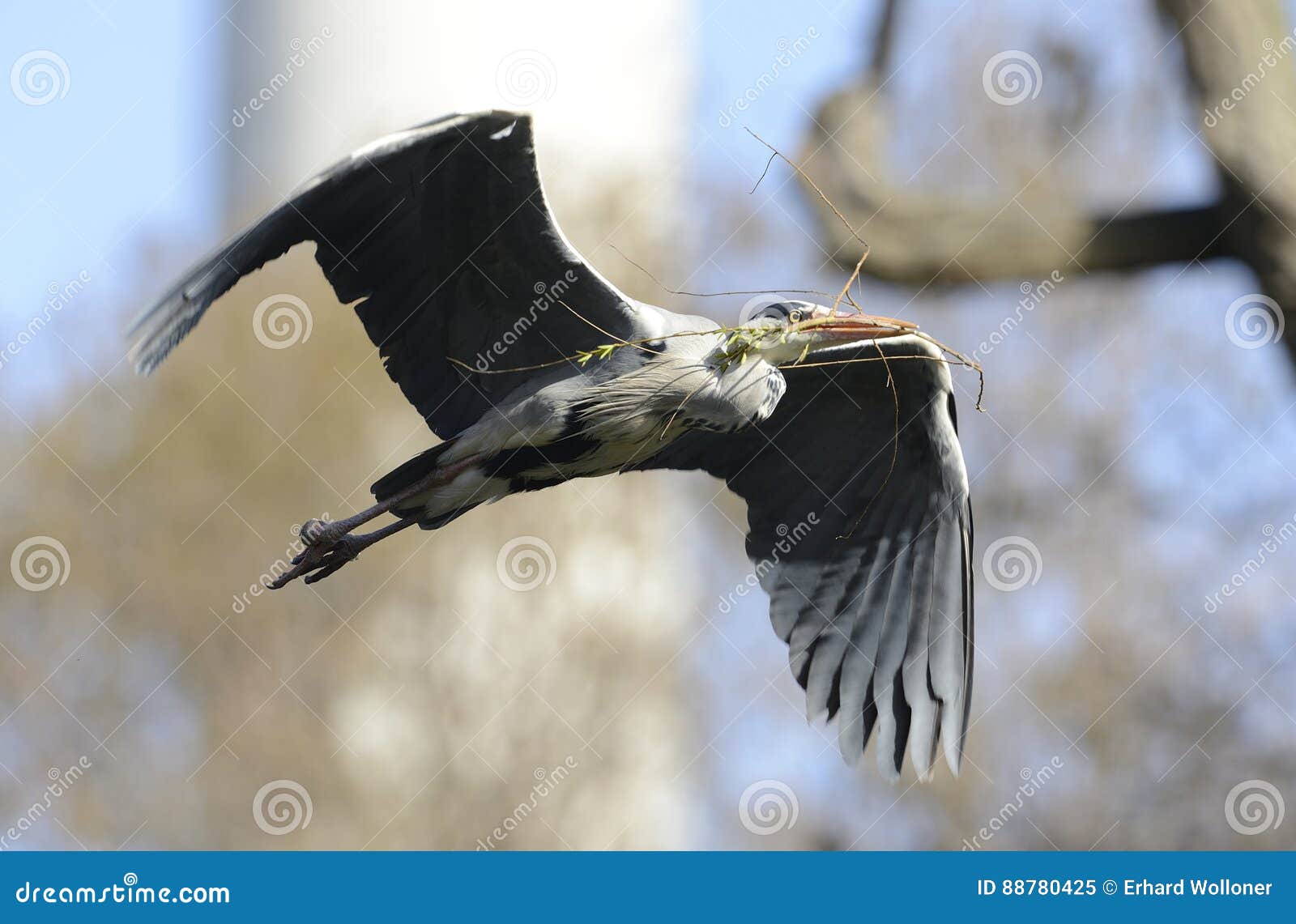 Flying Grey Heron stock image. Image of bird, heron, condor - 88780425