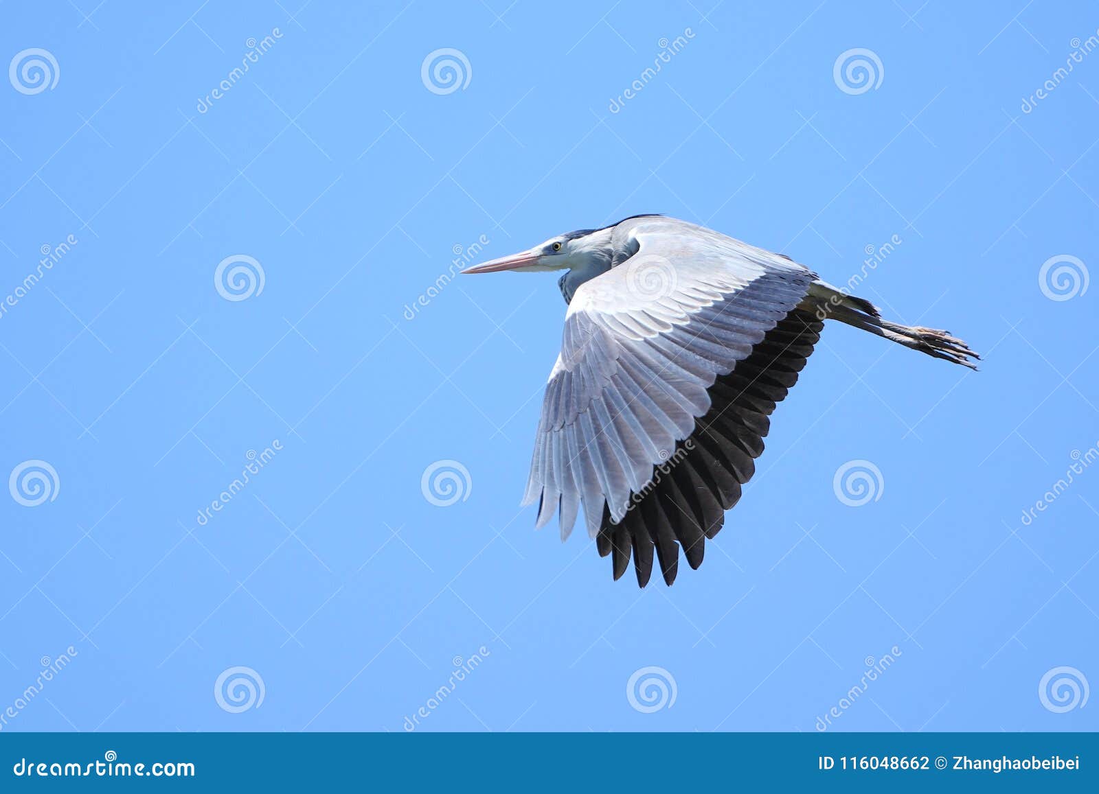 Flying Grey Heron stock photo. Image of wild, heron - 116048662