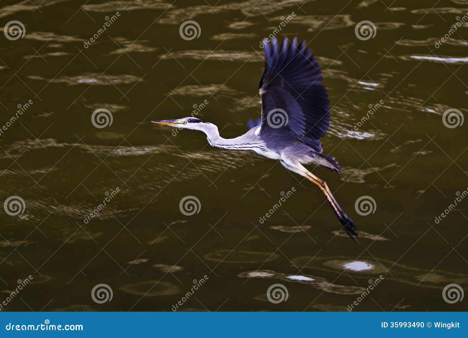 Flying Grey Heron stock photo. Image of golden, river - 35993490