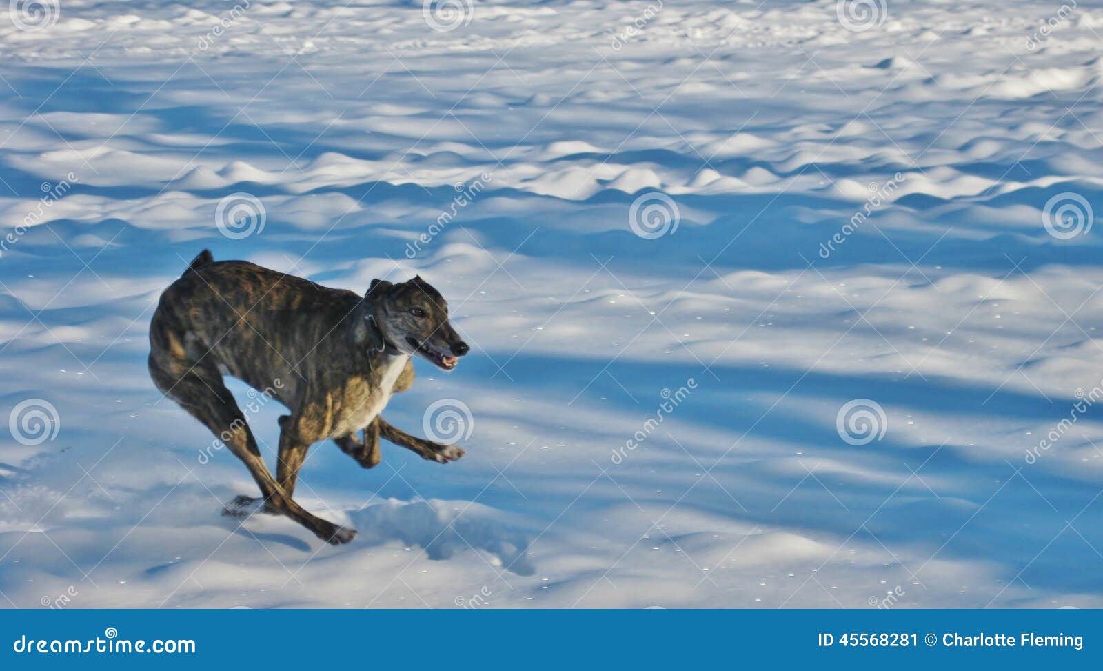Flying greyhound stock image. Image of gallop, snow, white - 45568281