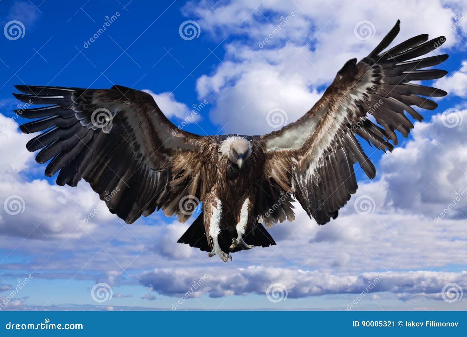 Flying griffon stock image. Image of animal, bird, persistance - 90005321