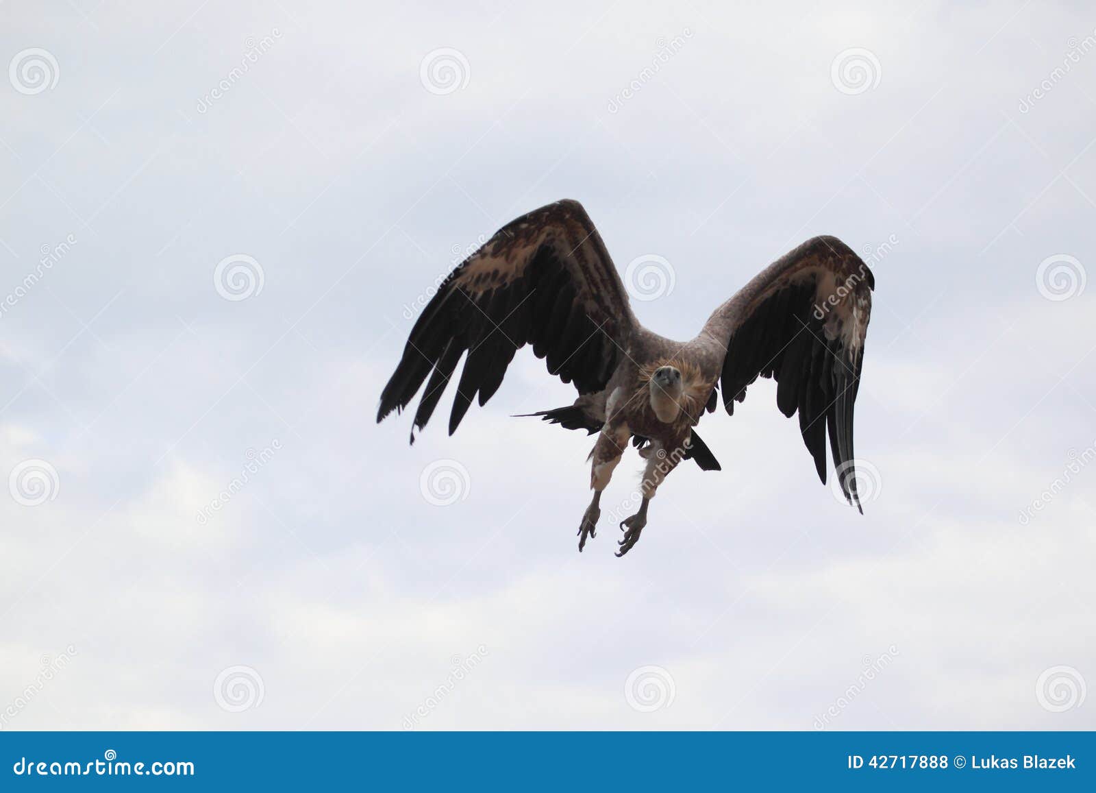Flying griffon vulture stock photo. Image of griffon - 42717888