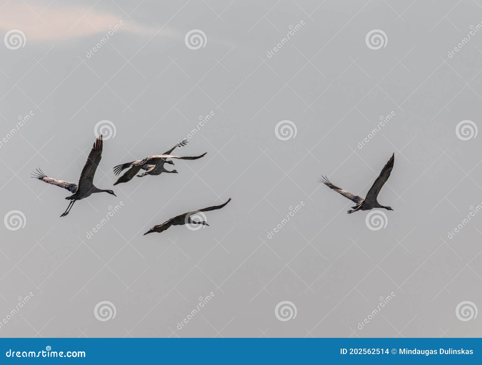 Flying Group of Common Crane Birds in the Field. Lithuania Stock Photo ...