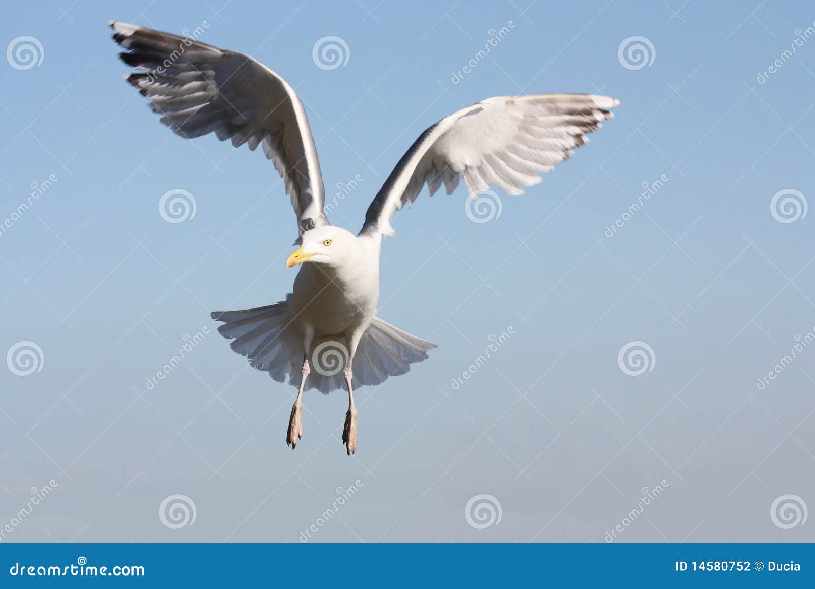 Flying gull stock photo. Image of bird, nature, claw - 14580752