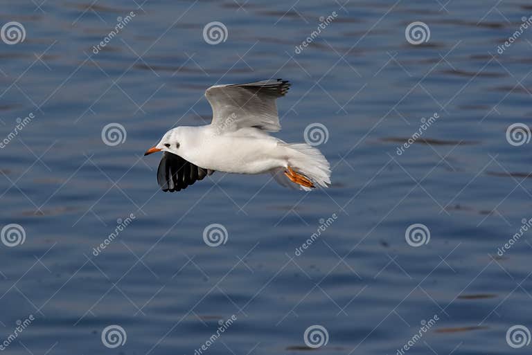 Flying gull stock photo. Image of wings, movement, move - 14916400