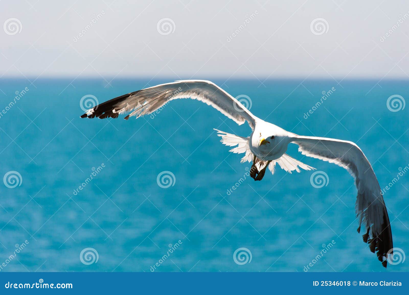 Flying gull stock photo. Image of feathers, seagull, flying - 25346018