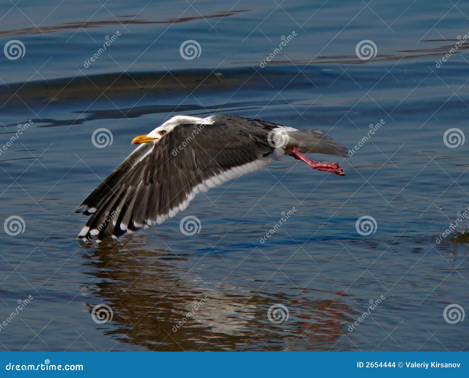 Flying Gull stock photo. Image of flying, seabirds, birds - 2654444